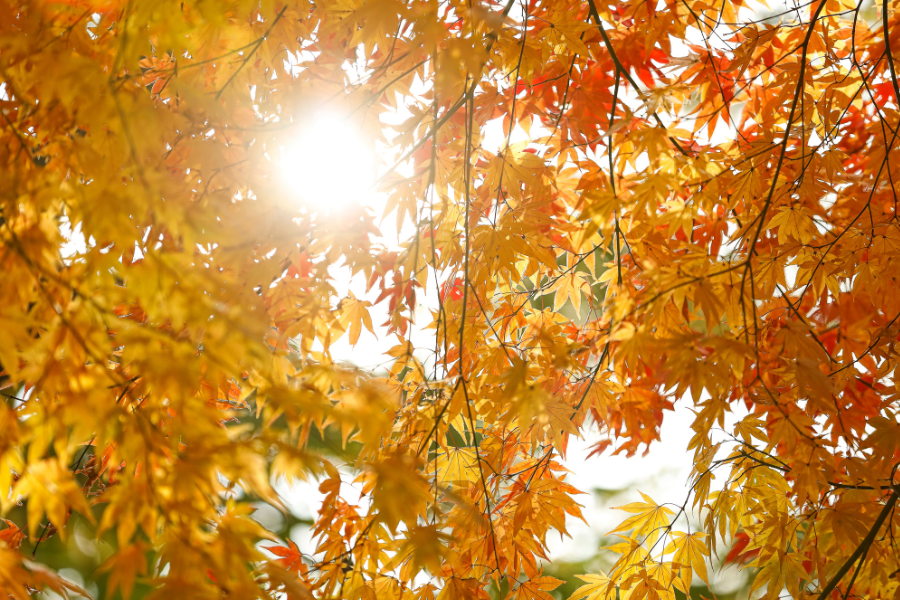 Sept. 30 - Oct. 4 Colt's Community Chronicle | Athletics, Student Fees ...